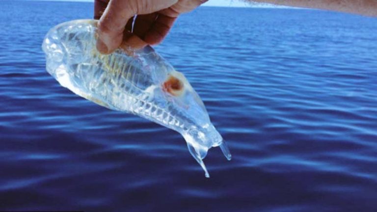 Najbolj nenavadna morska bitja - Pravi moški