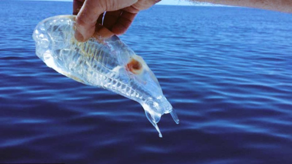 Najbolj nenavadna morska bitja - Pravi moški